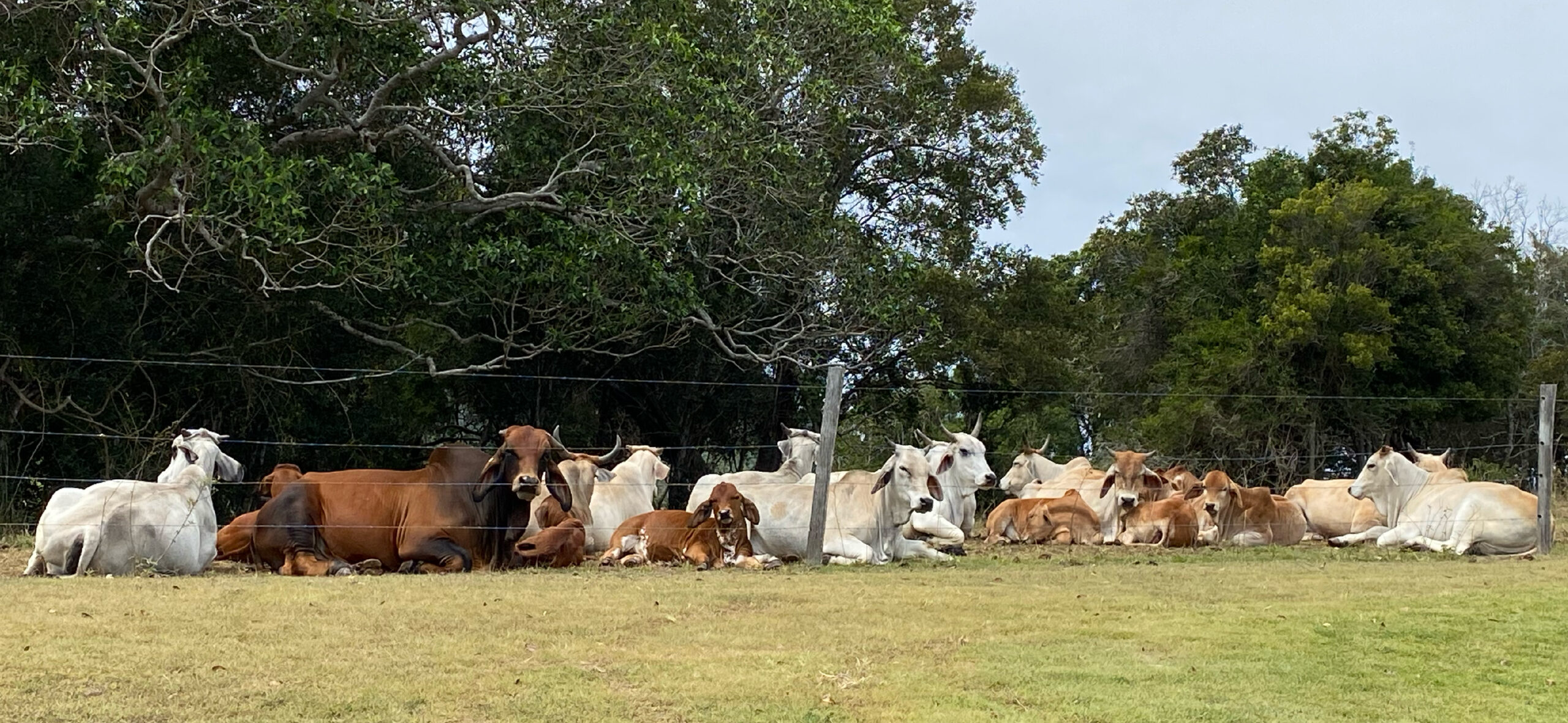 AGORAPHOBIA – Cyndra Galea - ScratchThat Magazine